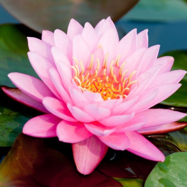 Home - Avanti Acupuncture